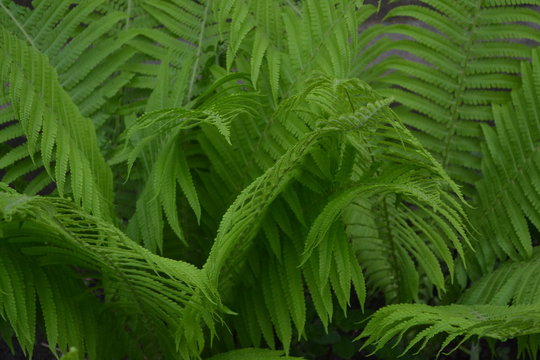 Filicales Bilder – Durchsuchen 1,759 Archivfotos, Vektorgrafiken und ...