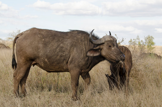 Buffle 画像 - 参照 2,291 Stock 写真、ベクターおよびビデオ | Adobe Stock