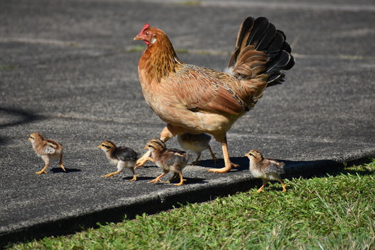 Chicken Crossing Road Images – Browse 268 Stock Photos, Vectors, and ...