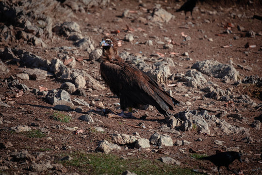 「Negor」の写真素材 | 94件の無料イラスト画像 | Adobe Stock