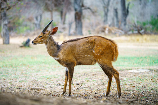 Afbeeldingen over "Bush Buck" – Blader in stockfoto's, vectoren en ...