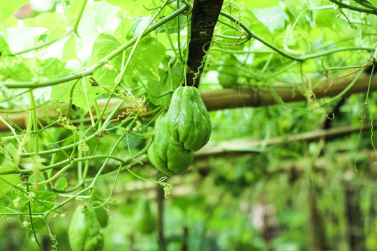 Gilo Images – Browse 336 Stock Photos, Vectors, and Video | Adobe Stock