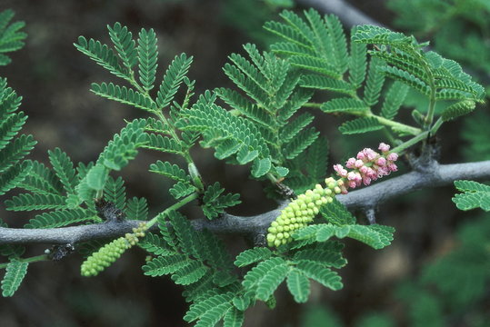 Mimosaceae-Bilder: Stock-Fotos & -Videos. | Adobe Stock