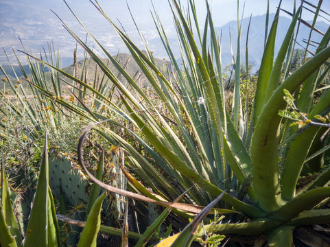 รูปภาพCatus – เลือกดูภาพถ่ายสต็อก เวกเตอร์ และวิดีโอ8,922 | Adobe Stock