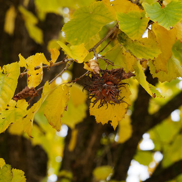 Haselnussblatt Bilder – Durchsuchen 1,240 Archivfotos, Vektorgrafiken ...