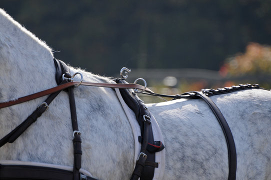 Selett Images – Browse 10 Stock Photos, Vectors, and Video | Adobe Stock