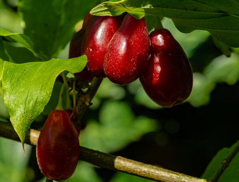 Imagens de Dogberry-Tree – Explore Fotografias do Stock, Vetores e ...