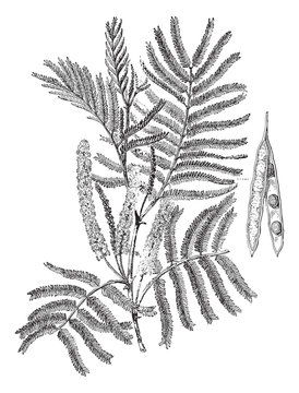 「Catechu」の画像 - 3,613 件の Stock 写真、ベクターおよびビデオ | Adobe Stock