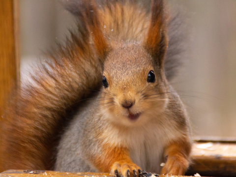 Smiling Squirrel
