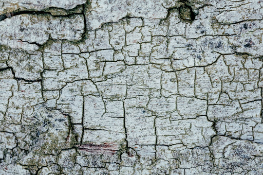 Birchbark Images – Browse 11,446 Stock Photos, Vectors, and Video ...