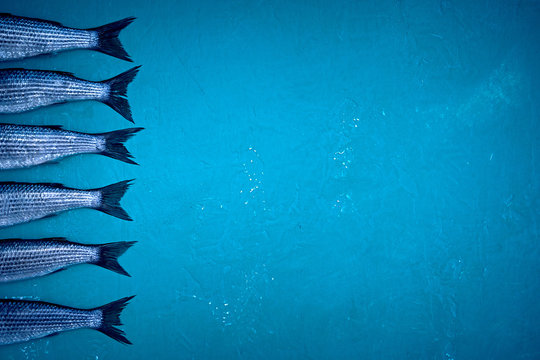 "Fishing Background" Images – Browse 1,299 Stock Photos, Vectors, and ...