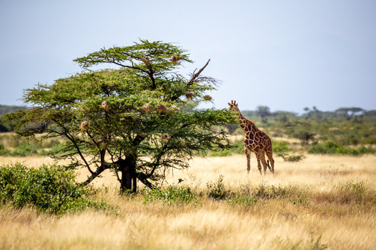Somalia Bilder – Durchsuchen 22,846 Archivfotos, Vektorgrafiken und ...