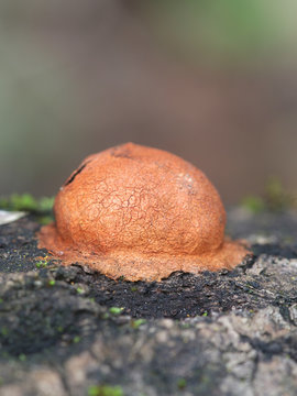 Aethalium Images – Browse 51 Stock Photos, Vectors, and Video | Adobe Stock