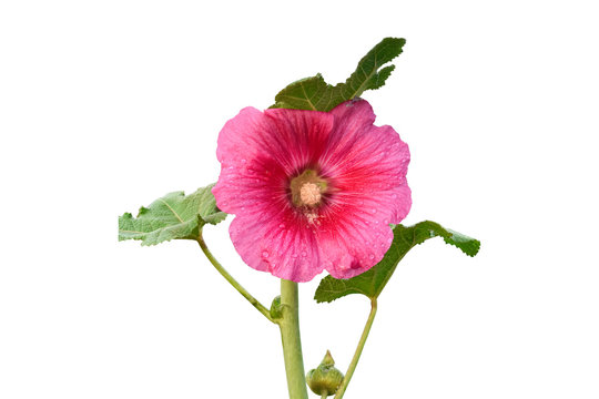 รูปภาพ"Alcea – เลือกดูภาพถ่ายสต็อก เวกเตอร์ และวิดีโอ10,992 | Adobe Stock