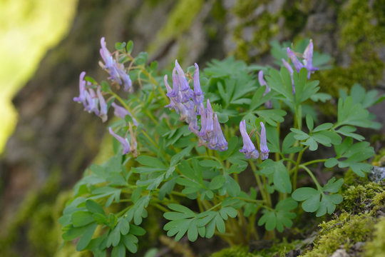 รูปภาพ"Zygomorphe – เลือกดูภาพถ่ายสต็อก เวกเตอร์ และวิดีโอ80 | Adobe Stock