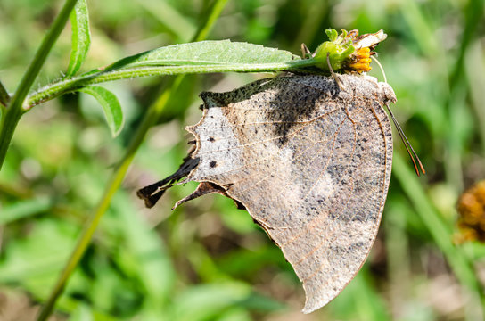 Euarthropoda Images – Parcourir 294 le catalogue de photos, vecteurs et ...