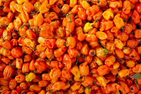"Chile Habanero" Images – Browse 256 Stock Photos, Vectors, and Video ...
