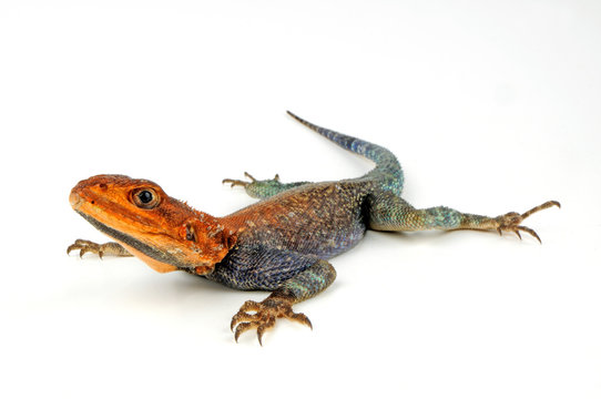 Imágenes de Saurio: descubre bancos de fotos, ilustraciones, vectores y ...