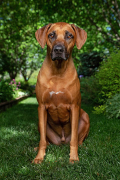 Rhodesian Images – Browse 13,273 Stock Photos, Vectors, and Video ...