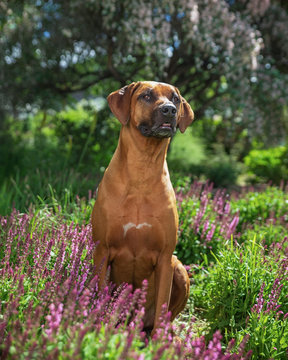 Rhodesian Images – Browse 13,273 Stock Photos, Vectors, and Video ...