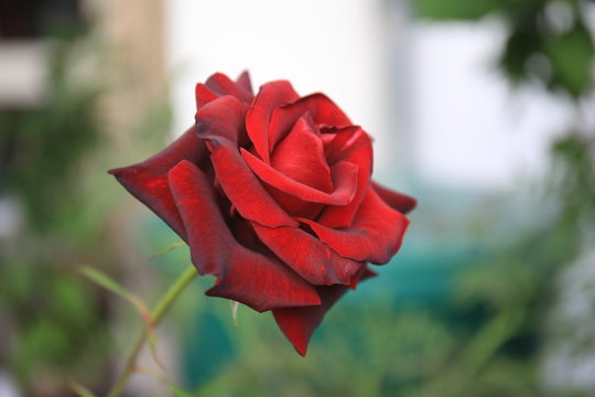 Feur Bilder – Durchsuchen 133 Archivfotos, Vektorgrafiken und Videos ...