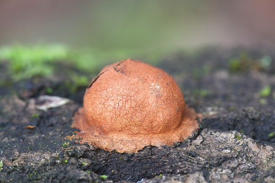 「Aethalium」の画像 - 51 件の Stock 写真、ベクターおよびビデオ | Adobe Stock