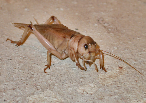 รูปภาพ"Grillon – เลือกดูภาพถ่ายสต็อก เวกเตอร์ และวิดีโอ402 | Adobe Stock