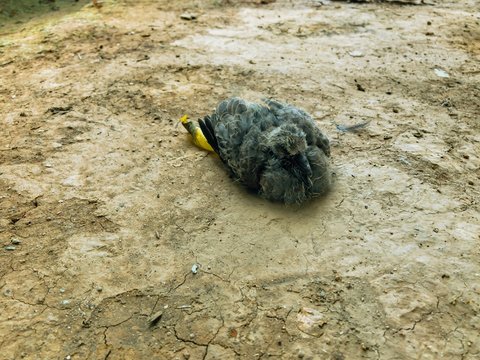 Taubenbabys Bilder – Durchsuchen 10,329 Archivfotos, Vektorgrafiken und ...