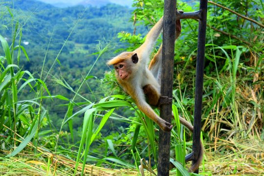 รูปภาพRilawa – เลือกดูภาพถ่ายสต็อก เวกเตอร์ และวิดีโอ117 | Adobe Stock
