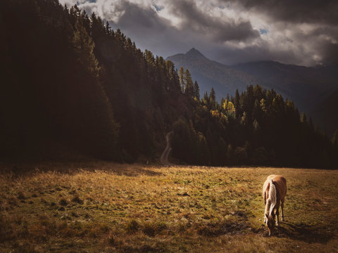 「Fluchttier」の画像 - 864 件の Stock 写真、ベクターおよびビデオ | Adobe Stock
