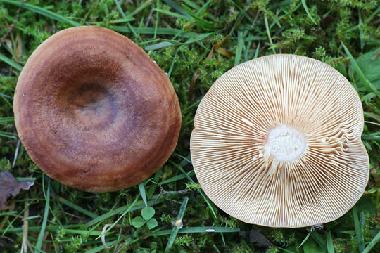 รูปภาพMilkcap – เลือกดูภาพถ่ายสต็อก เวกเตอร์ และวิดีโอ4,799 | Adobe Stock