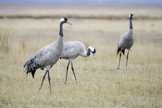 รูปภาพGrulla – เลือกดูภาพถ่ายสต็อก เวกเตอร์ และวิดีโอ1,588 | Adobe Stock