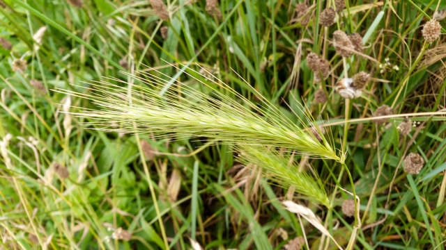 Weizenpflanze Images – Browse 27 Stock Photos, Vectors, and Video ...