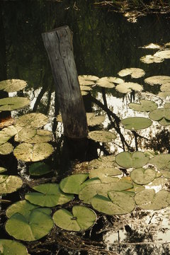 Nifee Images – Browse 15 Stock Photos, Vectors, and Video | Adobe Stock