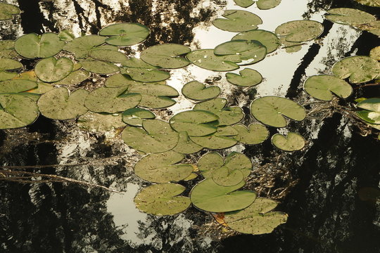 Nifee Images – Browse 15 Stock Photos, Vectors, and Video | Adobe Stock