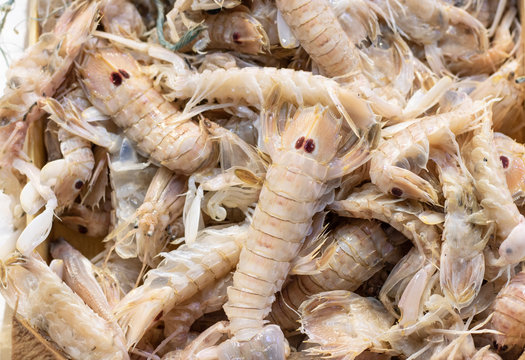 รูปภาพCanocchia – เลือกดูภาพถ่ายสต็อก เวกเตอร์ และวิดีโอ96 | Adobe Stock