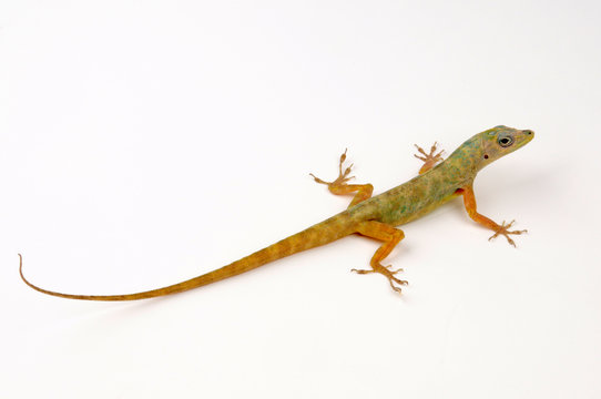 "Bronze Anole" Bilder – Durchsuchen 8 Archivfotos, Vektorgrafiken und ...
