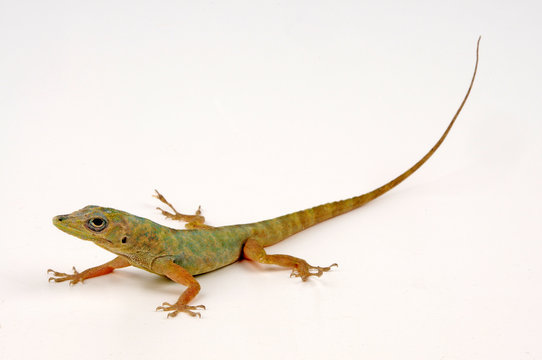 "Bronze Anole" Bilder – Durchsuchen 8 Archivfotos, Vektorgrafiken und ...