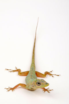 "Bronze Anole" Bilder – Durchsuchen 8 Archivfotos, Vektorgrafiken und ...