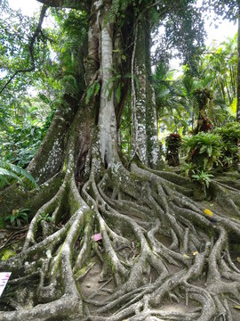 Étrangleur Images – Browse 39 Stock Photos, Vectors, and Video | Adobe ...