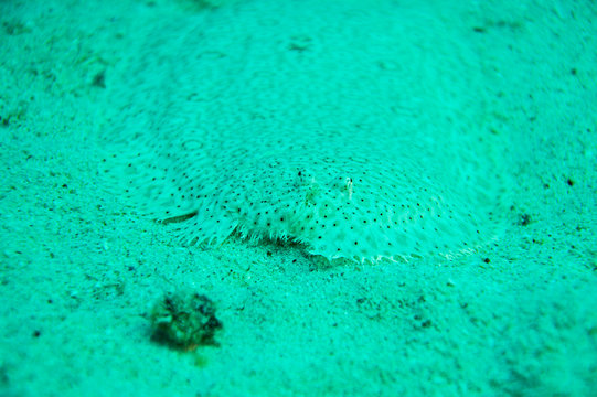 Plattfisch bilder – Bläddra bland 408 stockfoton, vektorer och videor ...