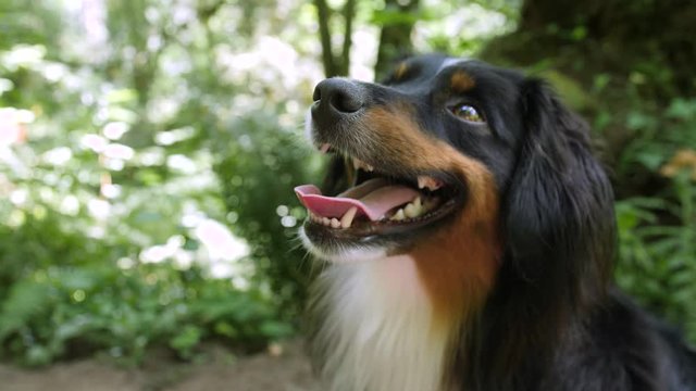 "Mini Australian Shepherd" Images – Browse 690 Stock Photos, Vectors ...