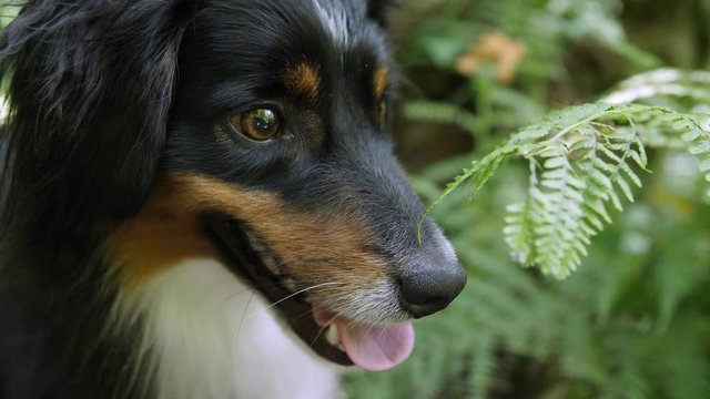 "Mini Australian Shepherd" Images – Browse 687 Stock Photos, Vectors ...