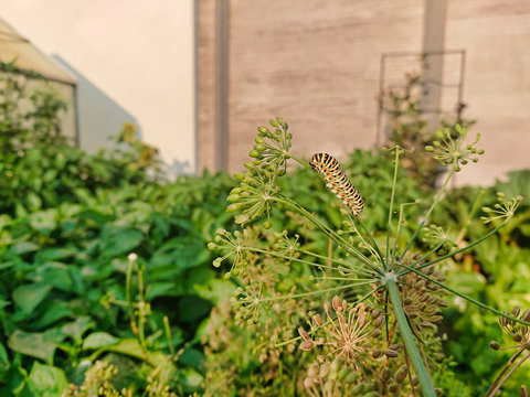 1,686 BESTE Planze BILDER, STOCK-FOTOS & -VEKTORGRAFIKEN | Adobe Stock