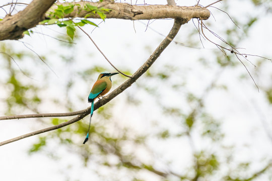 Torogoz Bilder – Durchsuchen 363 Archivfotos, Vektorgrafiken und Videos ...