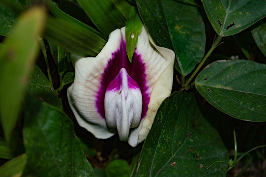 Vagine Images – Browse 62 Stock Photos, Vectors, and Video | Adobe Stock