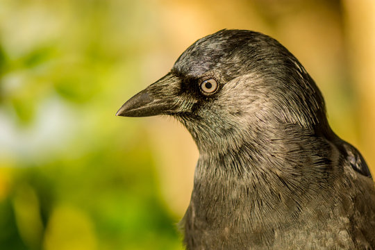 รูปภาพKauw – เลือกดูภาพถ่ายสต็อก เวกเตอร์ และวิดีโอ352 | Adobe Stock