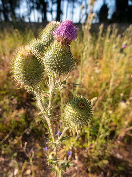Distelarten-Bilder: Stock-Fotos & -Videos. | Adobe Stock
