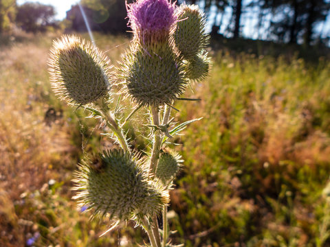 Distelarten-Bilder: Stock-Fotos & -Videos. | Adobe Stock