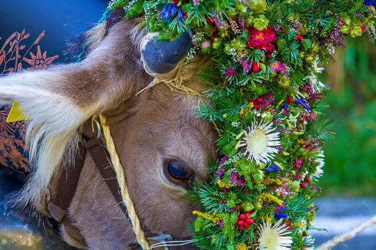 Hirtenstock Bilder – Durchsuchen 583 Archivfotos, Vektorgrafiken und ...